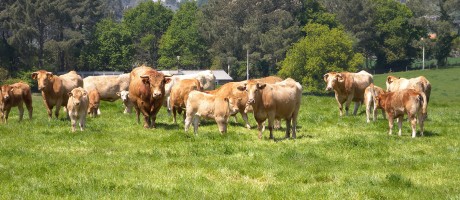 ‘Alimentando el mundo: desafíos para la industria de producción animal ...
